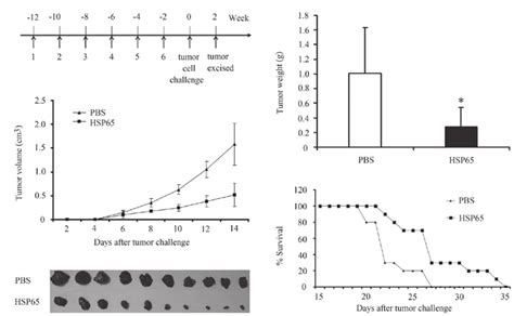 Prophylactic Immunization Of Mice With Vaccines A Immunization Download Scientific Diagram