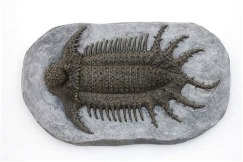 What Is The Largest Trilobite