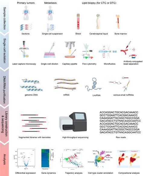 The Overall Workflow Of Single Cell Sequencing Scs Single Cells Are