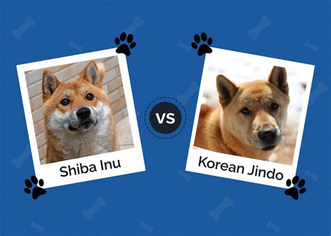 Jindo
