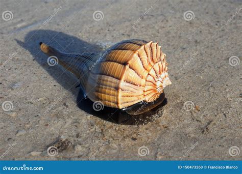Lightning Whelk Sinistrofulgur Perversum Royalty Free Stock Image 188673634
