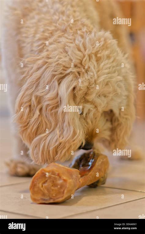 Mein Fressen Der Cockapoo Mit Seinem Hundeknochen Siegsdorf Bayern Deutschland My Food The