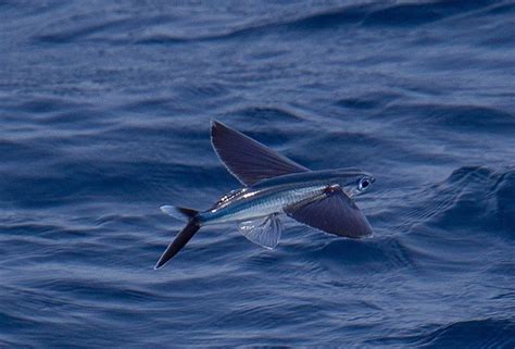 날개달린물고기 날치소개합니다~ 네이버 블로그