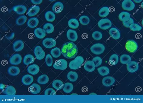 Neutrophil Stock Image Image Of Lens Acid Fluorescence 42788431