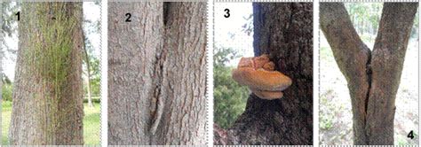 Identification Of Defects And Risks In Trees Of San Juan De Aragon