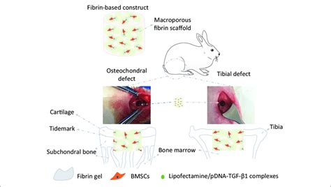 Illustration Of The Structure And Implantation Of The Fibrin Based