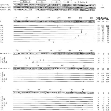 Schematic Representation And Dsrna Binding Properties Of Various Download Scientific Diagram