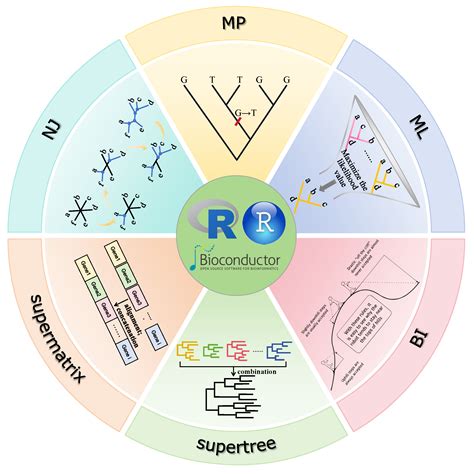 Common Methods For Phylogenetic Tree Construction And Their Implementation In R