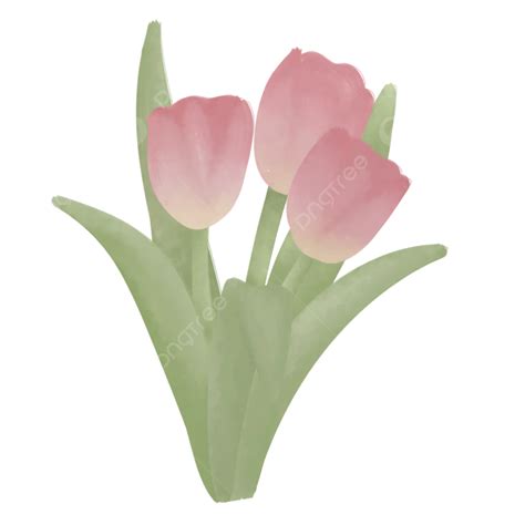 Acuarela De Flor De Tulipán Estética Png Dibujos Tulipanes Flor