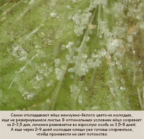 Как вывести с участка любителя сладкой клубнички — земляничного клеща?