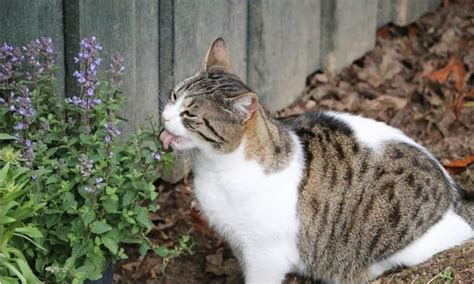 Cat Grass Vs Catnip What Are The Differences A Z Animals