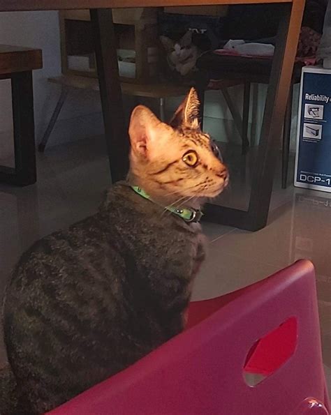 หน้าเราสว่างพอมั้ยนุด รีบๆ ถ่าย หนูเมธีมีลูกแมวเหมียว