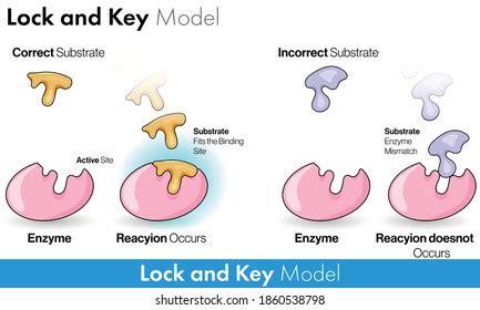 Lock Key Model Enzyme Kinetics Biochemistry Stock Vector Royalty Free 1924732529 Shutterstock