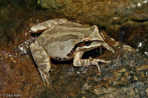 California Tree Frog Alchetron The Free Social Encyclopedia