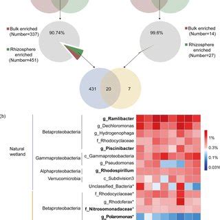 Co-occurrence networks for bulk and rhizosphere bacterial communities ...