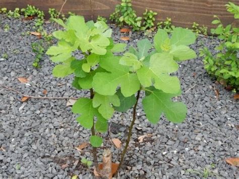 My Fig Tree Is Not Growing Common Causes Thriving Yard