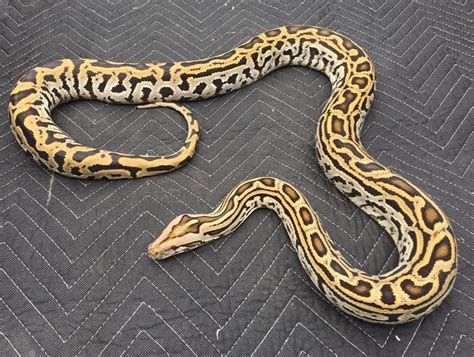 Hypo Labyrinth Burmese Python