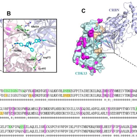 Design Of Cdk12 13 Protacs Based On Cereblon Ligands Docking Models Of