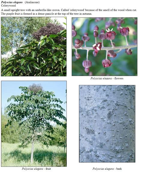 Plants Kooragang Wetlands