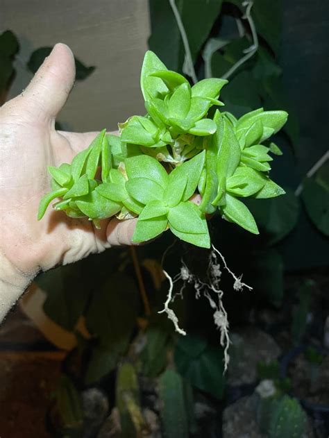 Where To Buy Quality Kanna Seeds Rkanna