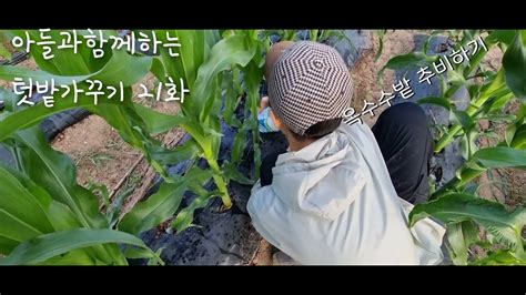 아들과함께하는텃밭가꾸기 화 옥수수밭추비하기 YouTube