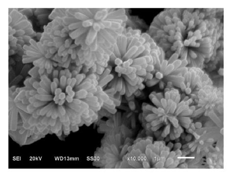 Micrograph Of ZnO SiO2 Using 2 0 M NH4OH Showing Flower Like ZnO SiO2 Download Scientific