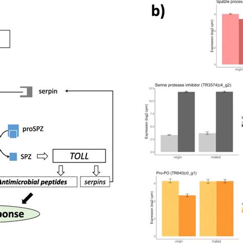 Sex Biased Gene Expression In The Propo Signalling Cascade In A