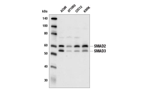 Smad23 Antibody Cell Signaling Technology