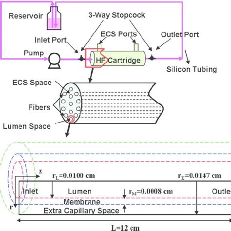 Geometry Of Hf Bioreactor System A Schematic Of The Entire Hf Download Scientific Diagram