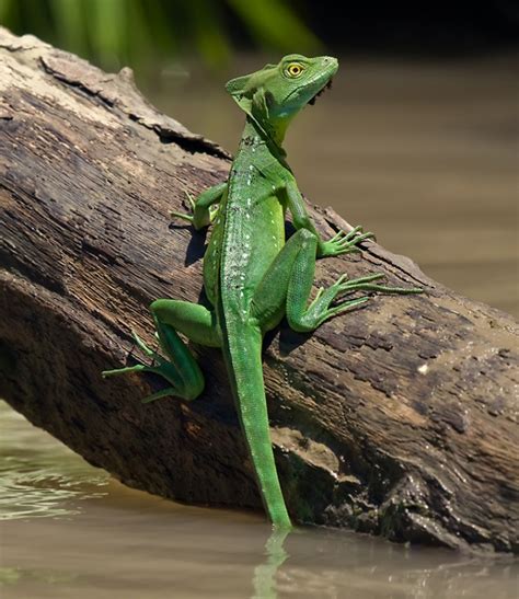 Basiliscus By Radiga