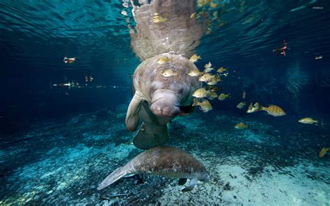 🔥 [70 ] Manatee Wallpapers Wallpapersafari