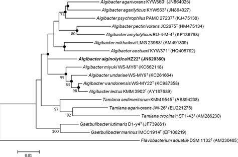 neighbor joining tree using the kimura two parameter model based on the
