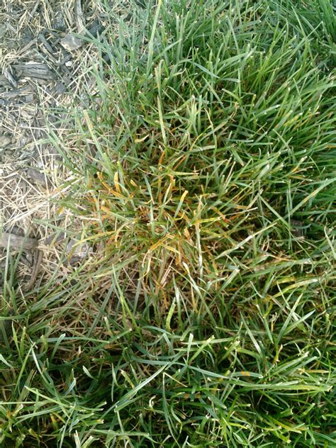 Rust Leaf Spot Lawn Care Forum