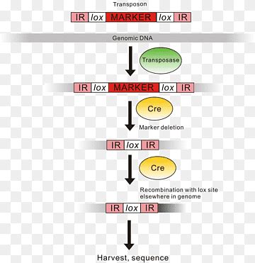 Transposable Element Png Images PNGWing