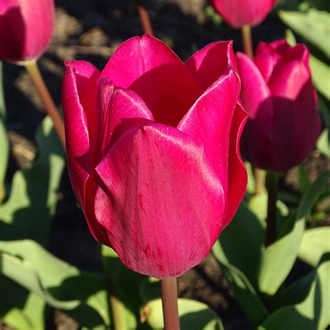 Tulipanes Pink Ardour – Giboshi