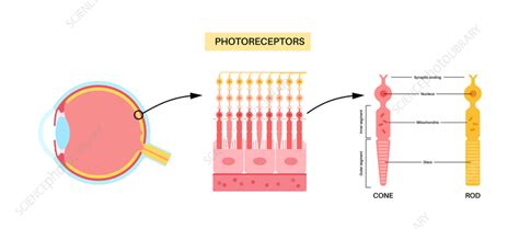 Photoreceptor Cells Illustration Stock Image F0436943 Science