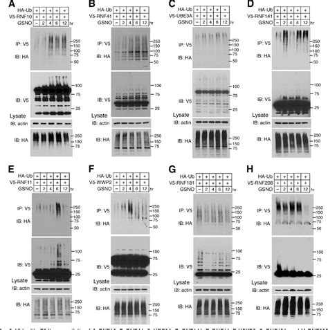 figure 5 from protein microarray characterization of the s