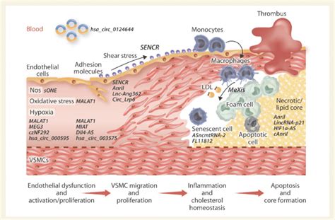Proposed Roles Of Long Non Coding And Circular Rnas In Atherosclerotic