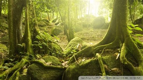 Tree Roots Ultra HD Desktop Background Wallpaper For 4K UHD TV