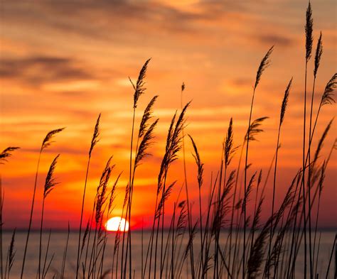 Golden Sunset Over The Ocean Dramatic Sunset Over Grassy Field