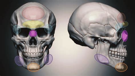 Virtual Simulation Of Different Bone Structures Modifications Based On Download Scientific