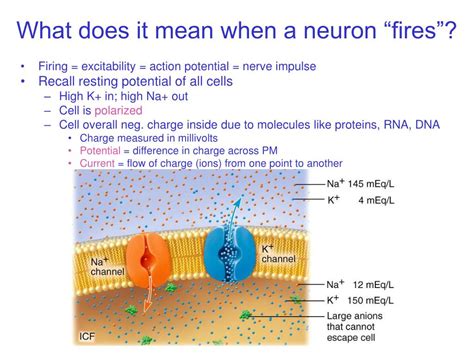 Ppt Nerve Physiology Powerpoint Presentation Free Download Id29865