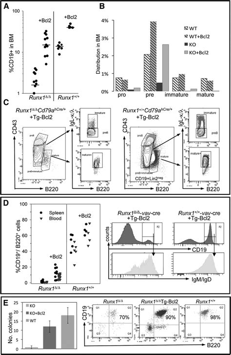 Bcl Expression Promotes The Expansion Of Runx D D Pre Pro B Cells Download Scientific