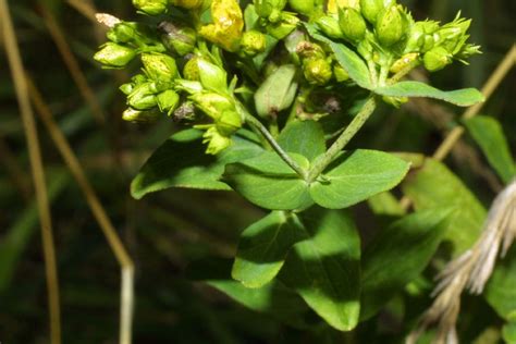 Hypericum Punctatum Clusiaceae Leaf On Upper Stem