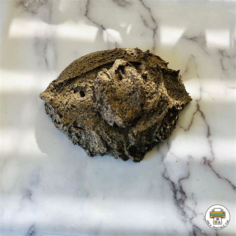 Make Your Own Fossils Pre K Printable Fun