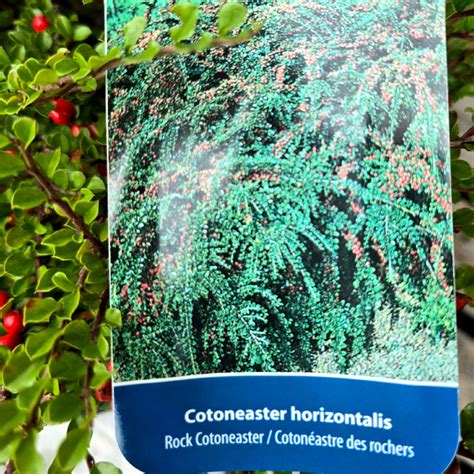 3 Rock Cotoneaster Horizontalis Spencers Garden Centre