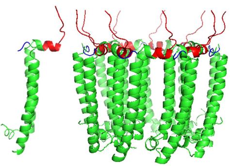 Fast Photochemical Oxidation Of Proteins Maps The Topology Of Intrinsic