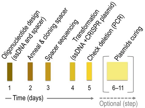 Workflow Of The Use Of Ssdna Recombineering Combined With Crisprcas9