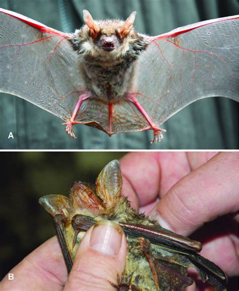 A B Greater Mouse Eared Bat In Hand Fort Donhoff Kaliningrad