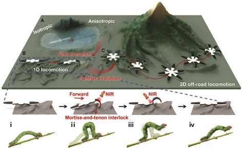 The Adaptive Evolution And All Terrain Locomotion Of The Pnipam Sponge